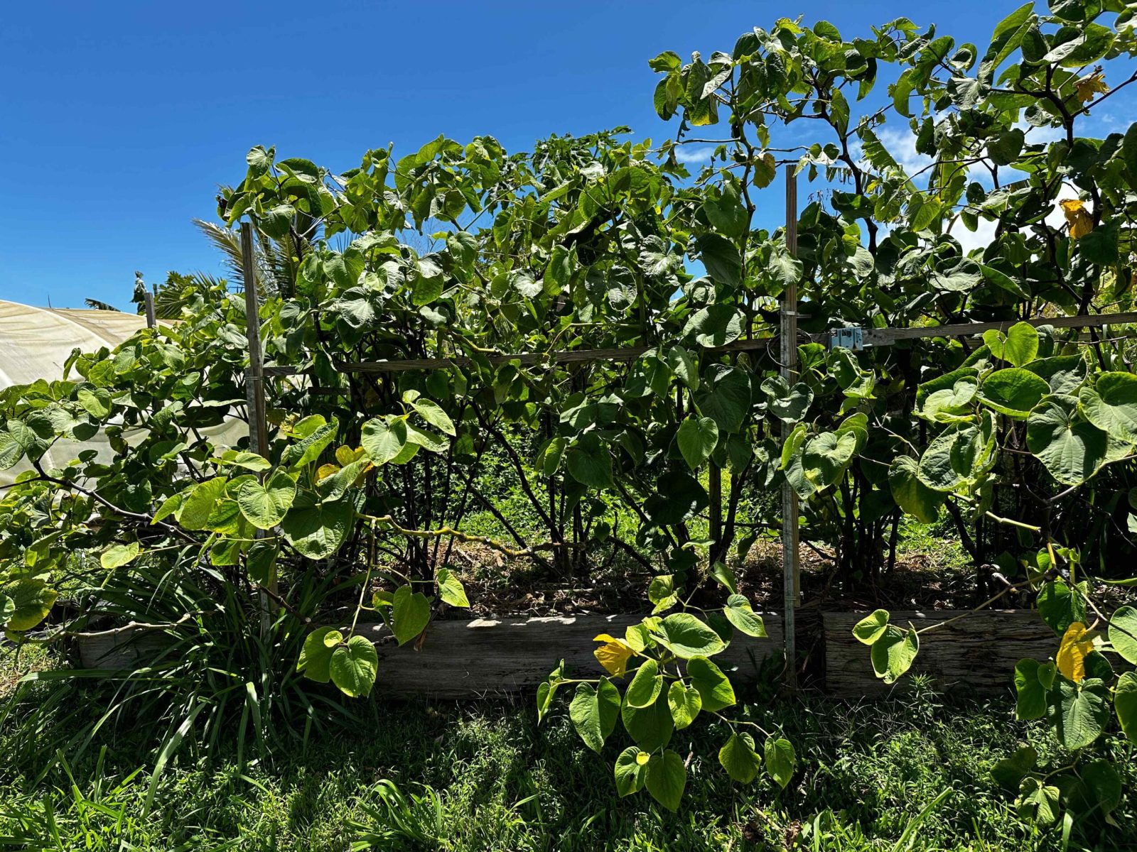 Kavahana Kava Bar Gallery | Immerse Yourself in the World of Kava ...