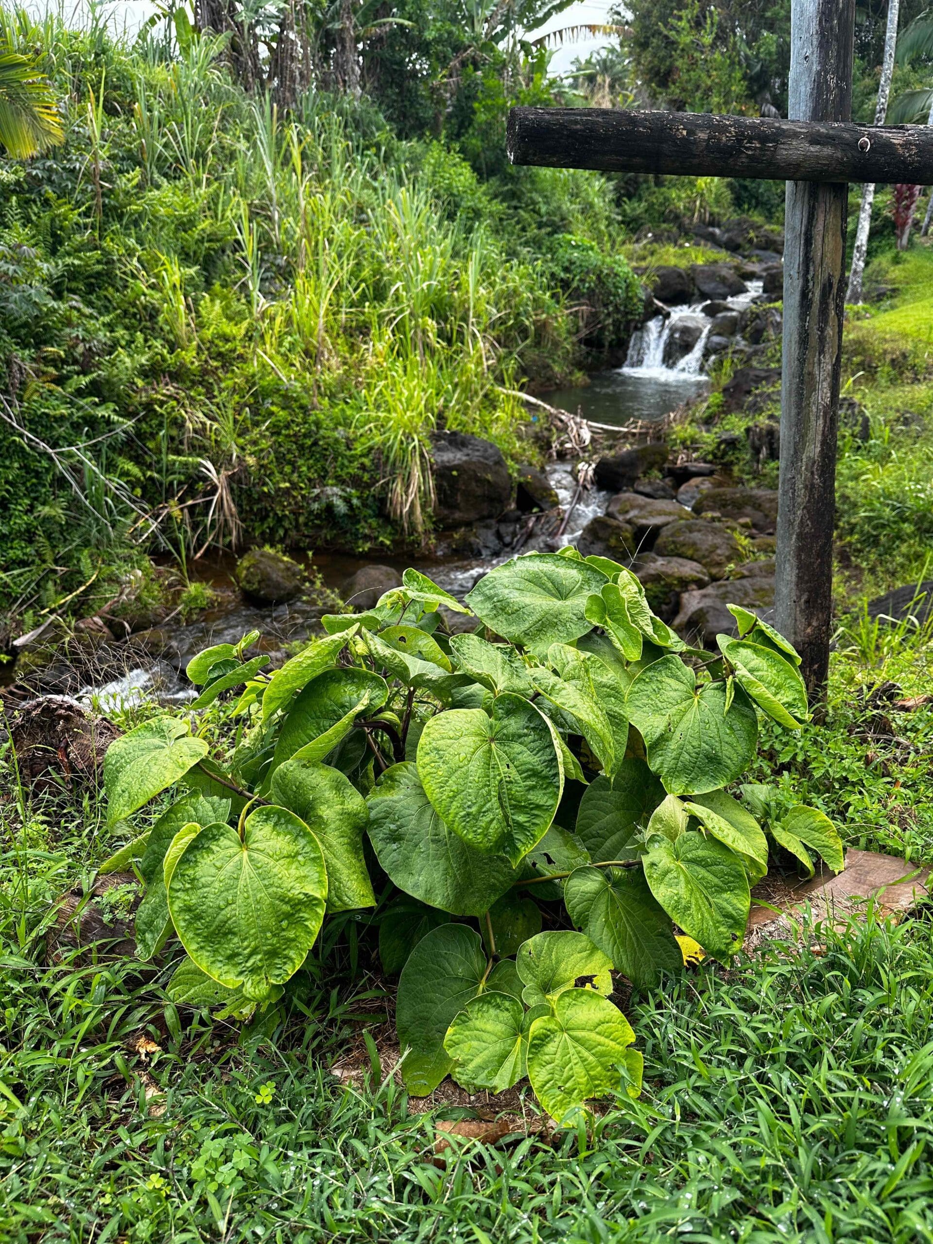 Kavahana Kava Bar Gallery | Immerse Yourself in the World of Kava ...